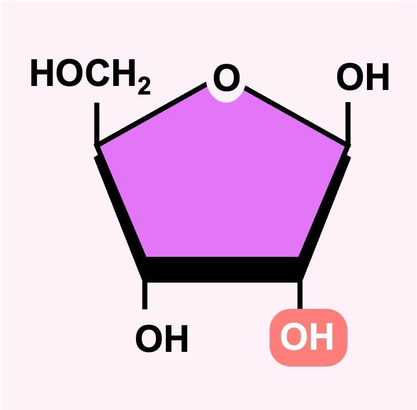 Monosaccharides